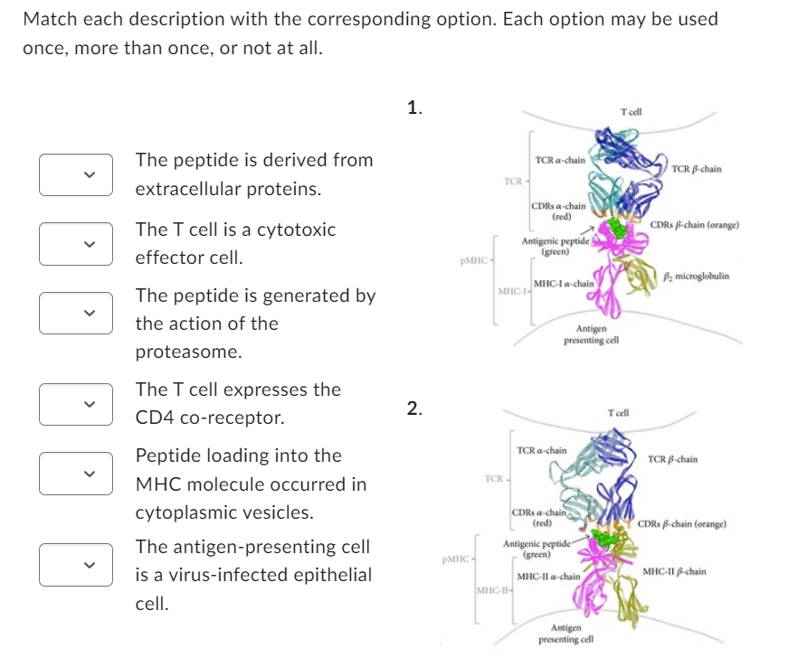 Solved Match each description with the corresponding option. | Chegg.com