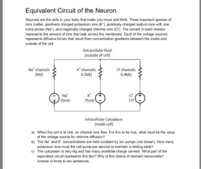 Solved Equivalent Circuit of the Neuron Neurons are the | Chegg.com
