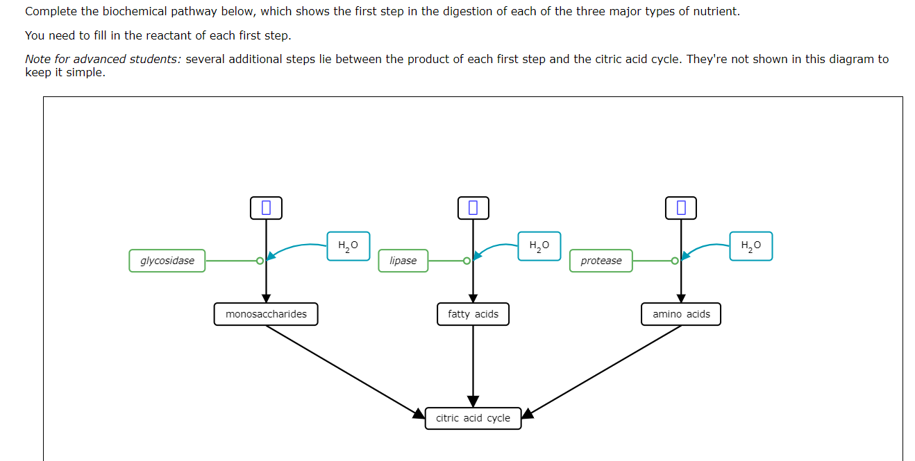 Solved Complete the biochemical pathway below, which shows | Chegg.com
