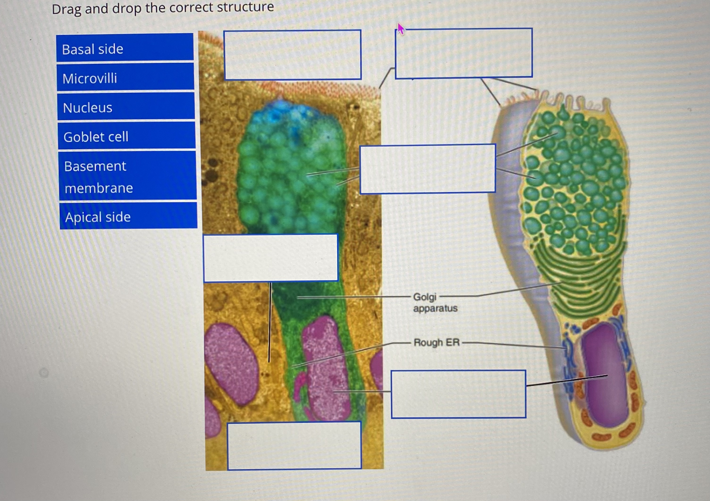 Solved Drag and drop the correst structureBasal | Chegg.com