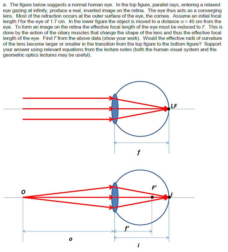 Solved a. The figure below suggests a normal human eye. In | Chegg.com