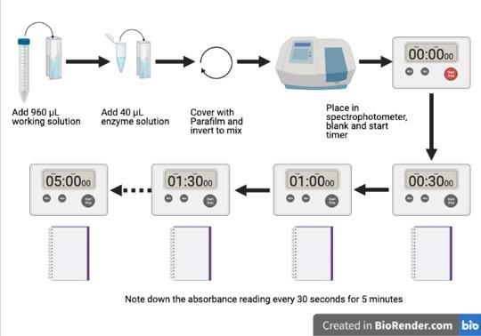 Solved QUESTION 1 The E. coli cells that we express our | Chegg.com