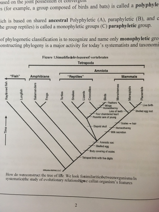 Solved Phylogeny reconstruction- Caminalcules 1) The lizard | Chegg.com