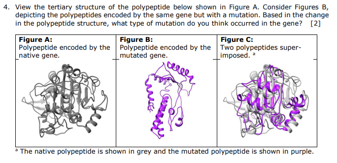 Solved View the tertiary structure of the polypeptide below | Chegg.com