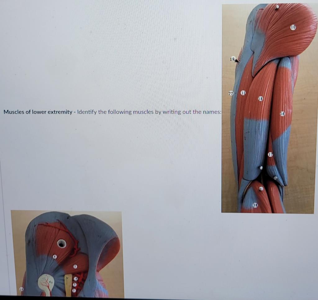 Solved Muscles of lower extremity - Identify the following | Chegg.com