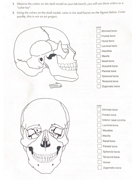 1. Observe the colors on the skull model at your lab | Chegg.com