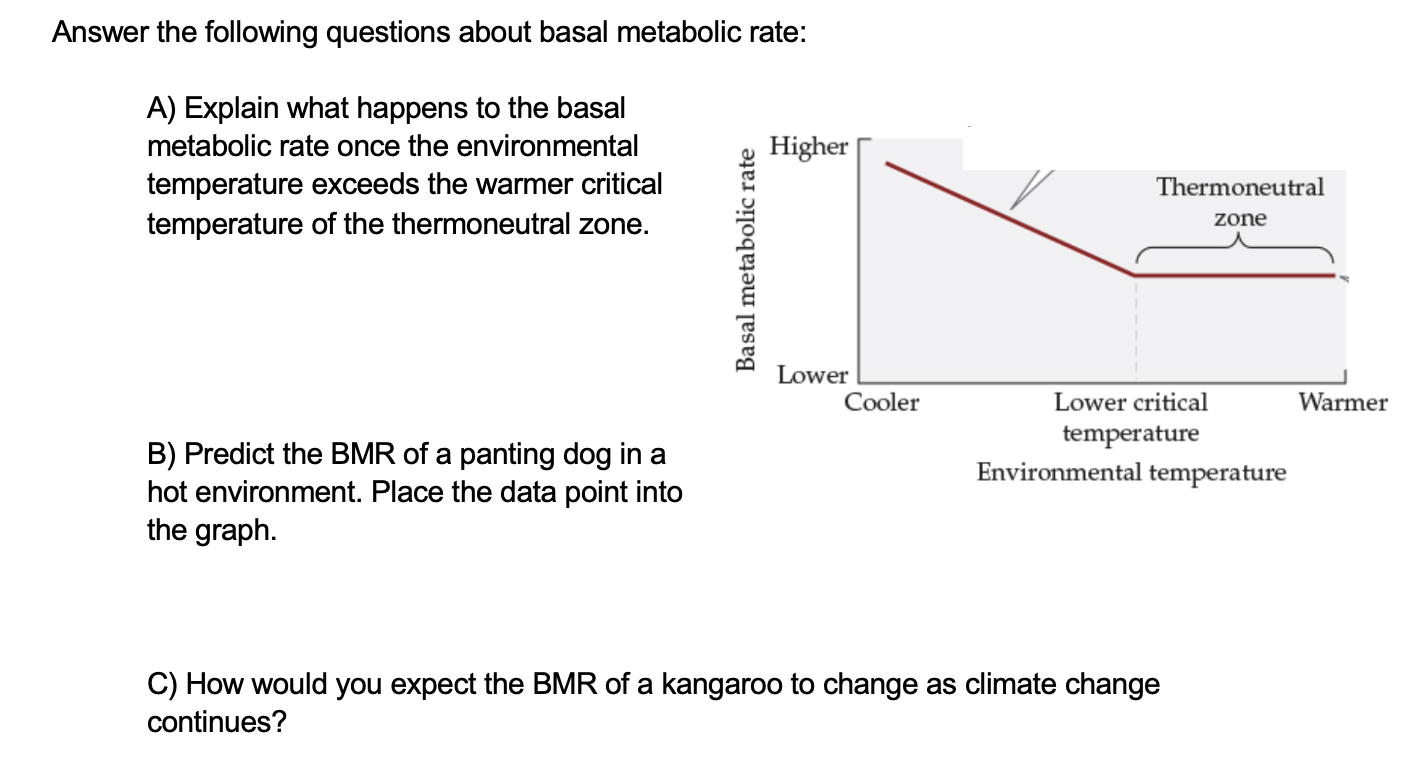Solved Answer the following questions about basal metabolic | Chegg.com