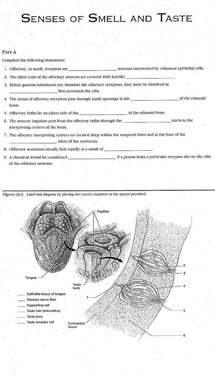 Solved SENSES OF SMELL AND TASTE Part A Complete the | Chegg.com