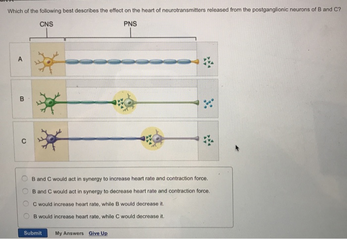 Anatomy And Physiology Archive | August 02, 2017 | Chegg.com