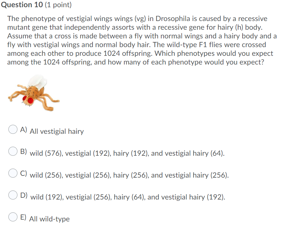 Solved Question 10 (1 point) The phenotype of vestigial | Chegg.com