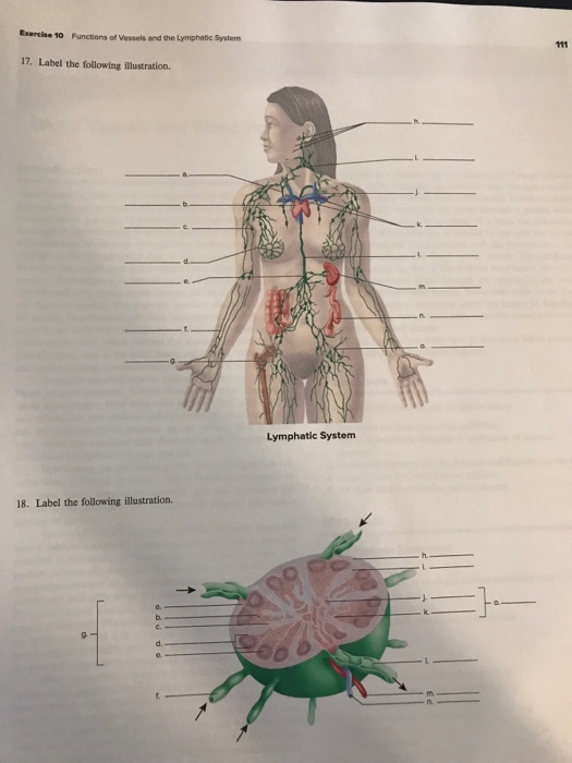 Solved Exercise 10 Functions of Vessels and the Lymphatic | Chegg.com