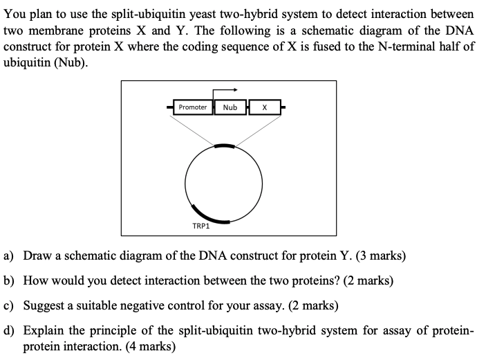 Solved You plan to use the split-ubiquitin yeast two-hybrid | Chegg.com