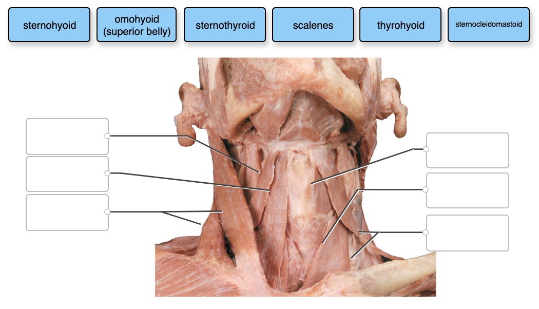 Scalenes And Sternocleidomastoid