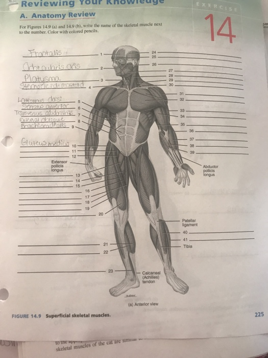 Solved Reviewing A. Anatomy Review For Figures 14.9 (a) and | Chegg.com
