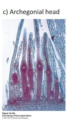 Solved c) Archegonial head Figure 16-23a Raven Biology of | Chegg.com