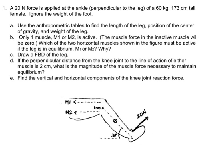 1. A 20 N force is applied at the ankle | Chegg.com