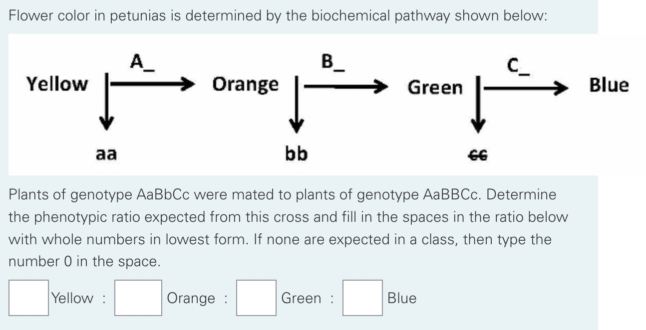 [Solved]: Flower color in petunias is determined by the bi
