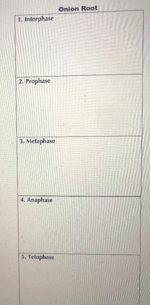 Solved Draw 400X cells representing Interphase, | Chegg.com