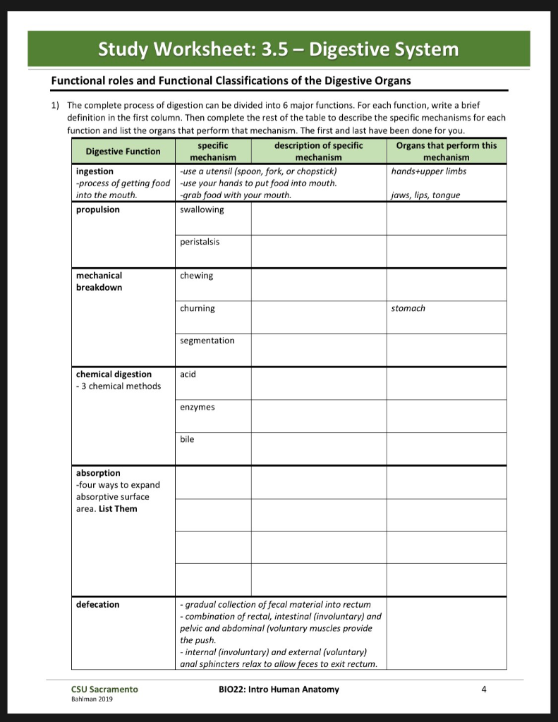 Solved Study Worksheet: 3.5 - Digestive System Functional | Chegg.com