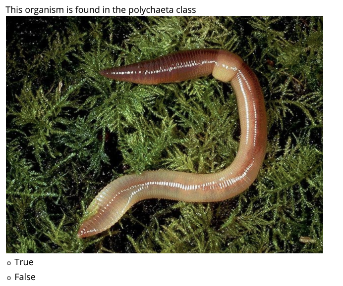 Solved B С A Identify structure A o gall bladder o lung • | Chegg.com
