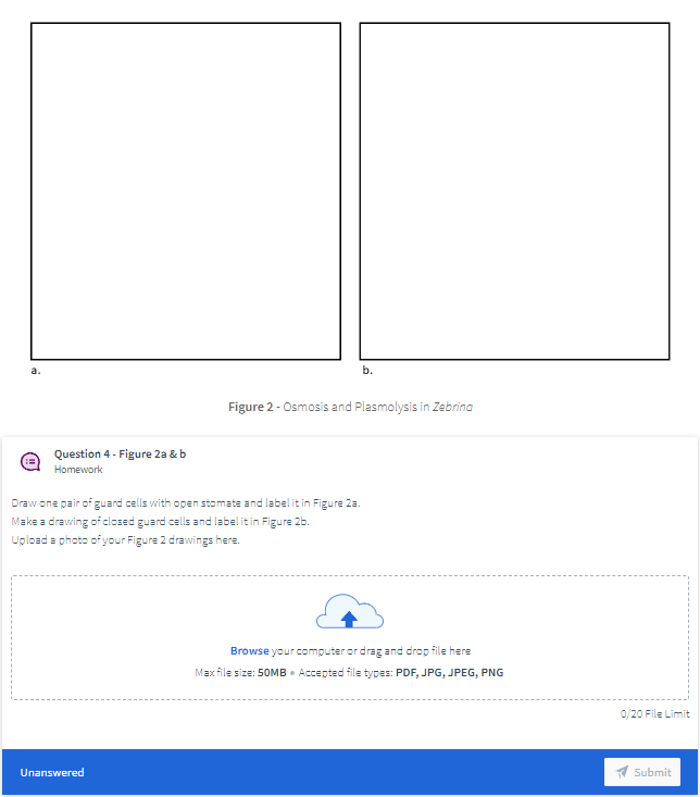 -QEUSTION- Draw one pair of guard cells with open | Chegg.com