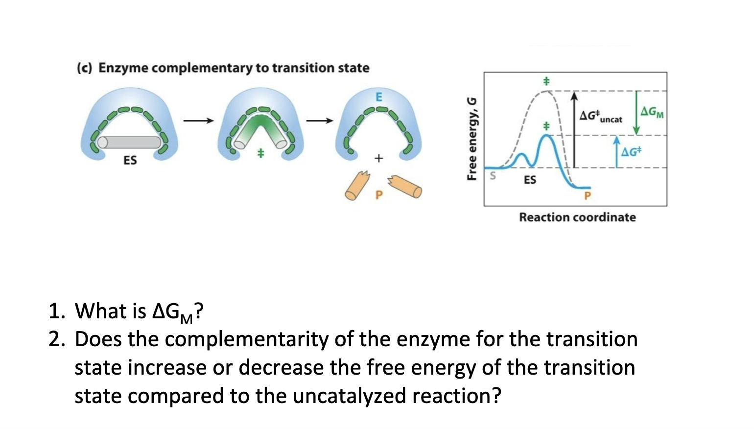 Solved (c) Enzyme complementary to transition state 1. What | Chegg.com