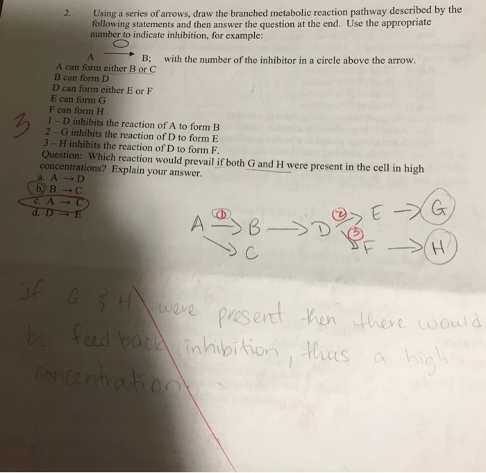 Solved Using a series of arrows, draw the branched metabolic | Chegg.com