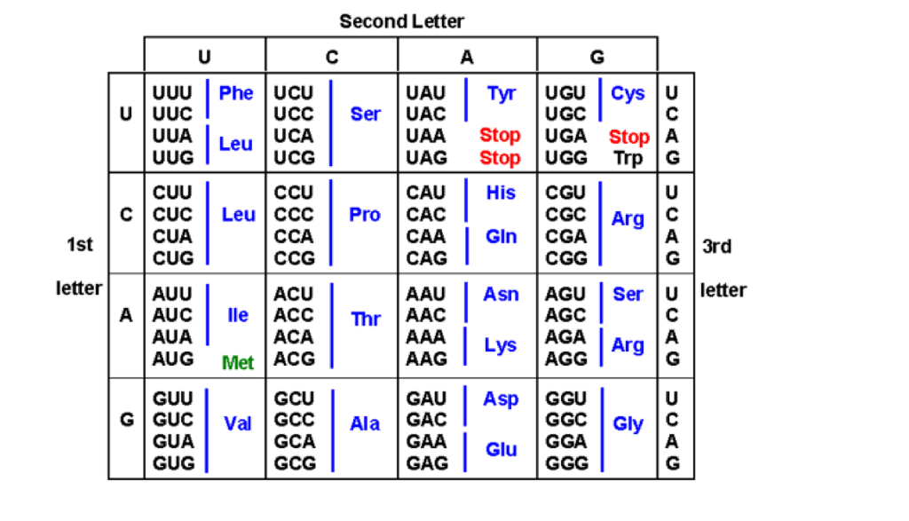 Complete The Table Below Showing The Sequences Of DNA, MRNA, 52% OFF