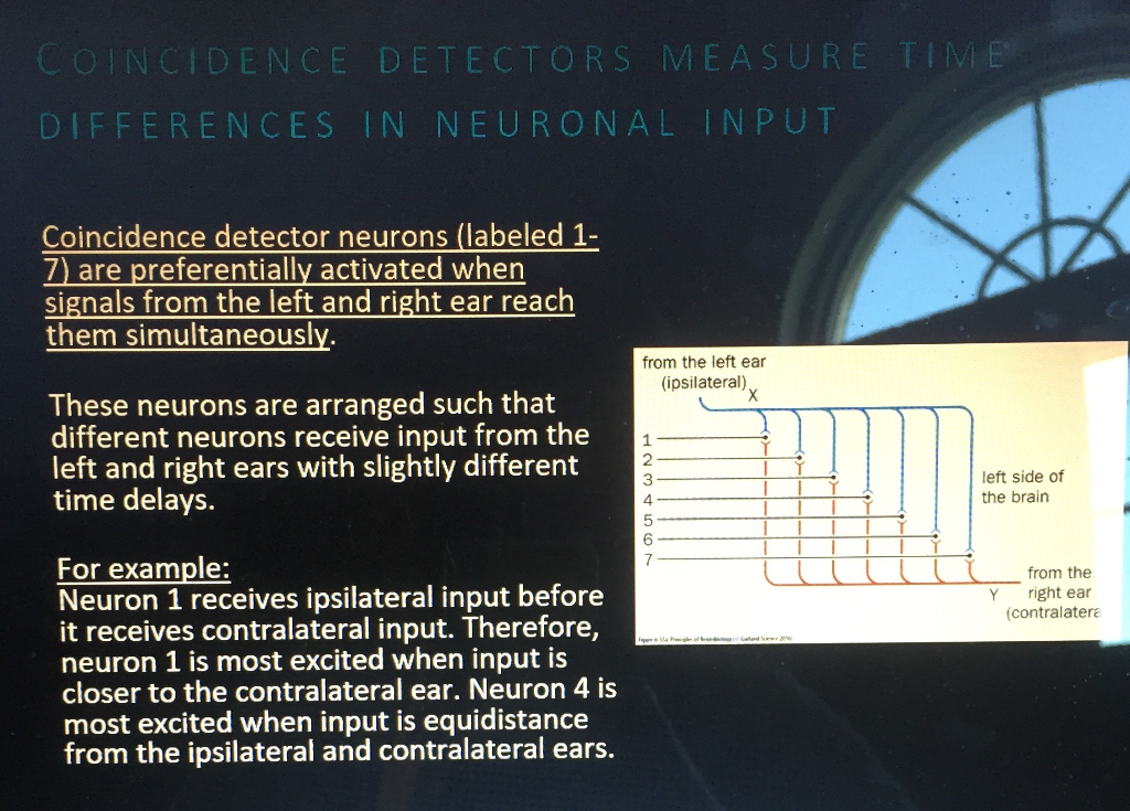 Solved COINCIDENCE DETECTORS MEASURE TIME DIFFERENCES IN | Chegg.com