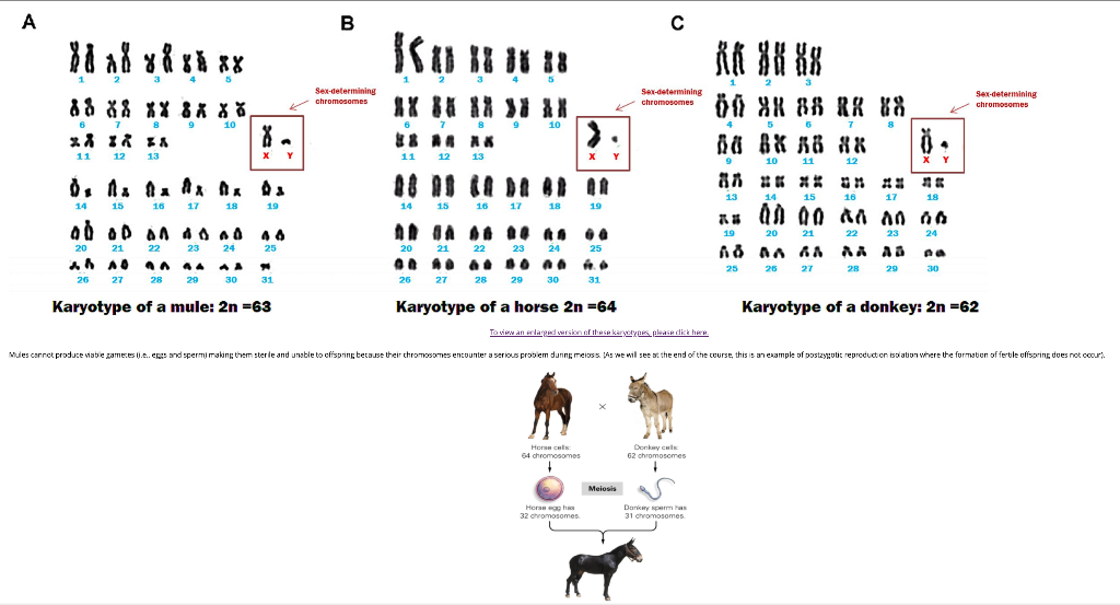 Solved (a) Look at the karyotype for the mule (see above), | Chegg.com
