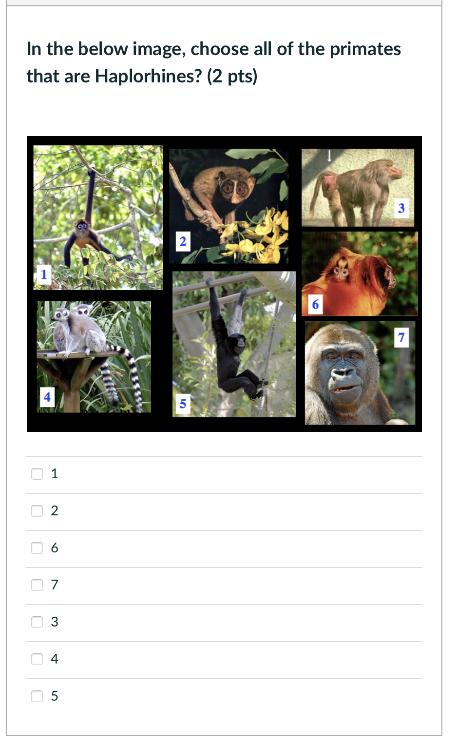 Solved In the below image, choose all of the primates that | Chegg.com