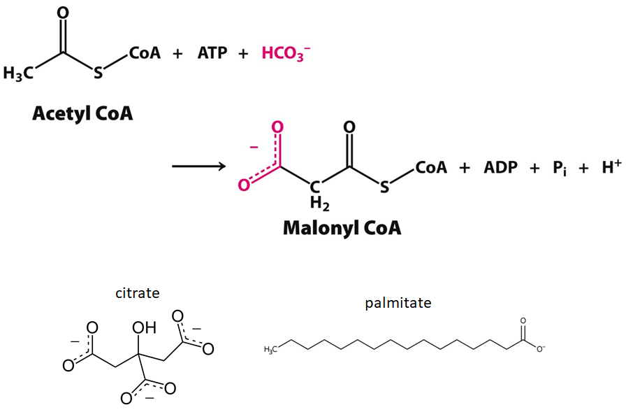 Solved Acetyl-CoA carboxylase (ACC) catalyzes the first step | Chegg.com