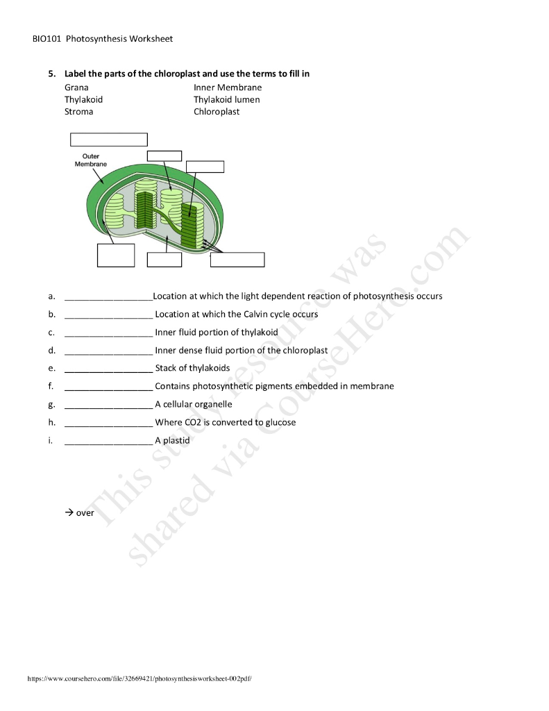 Solved BIO101 Photosynthesis Worksheet 1. Rearrange the | Chegg.com