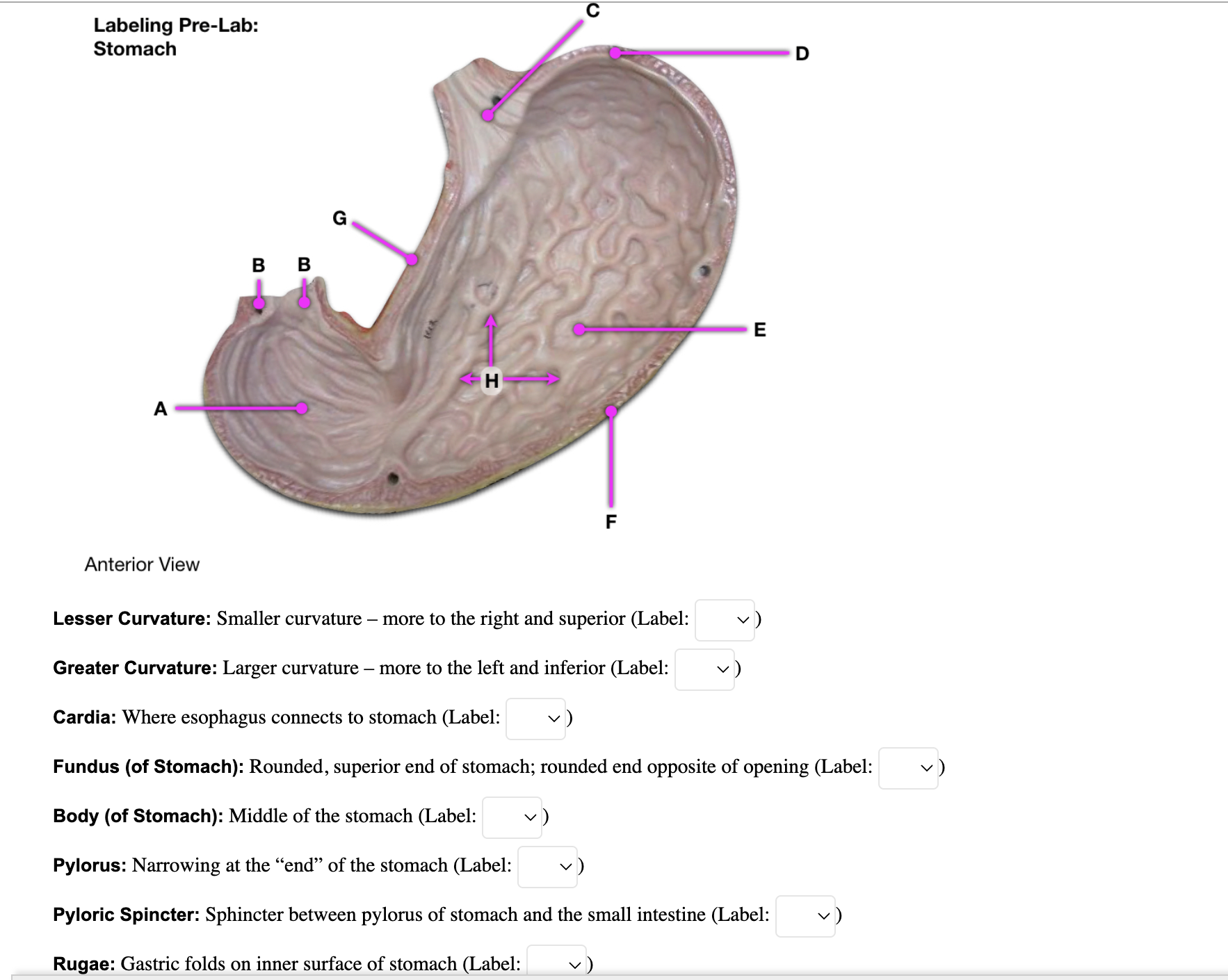 Solved QUESTION 1 Trachea: Airway; anterior to the esophagus | Chegg.com