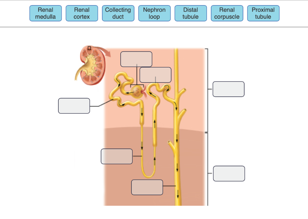 Solved Distal tubule Renal corpuscle Proximal tubule Renal | Chegg.com