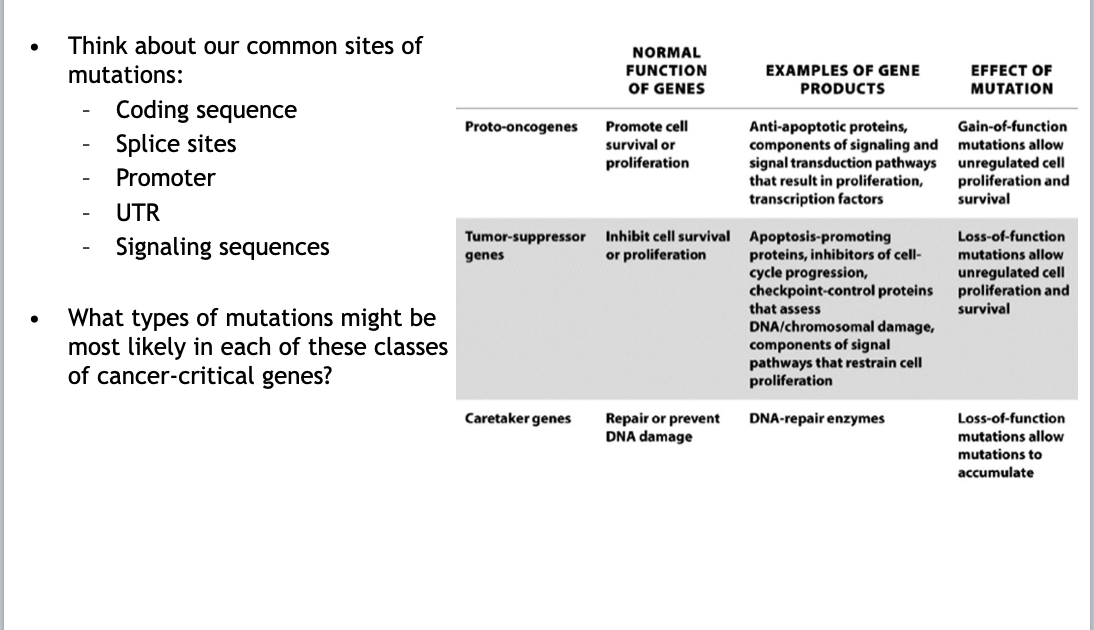 Solved NORMAL FUNCTION OF GENES EXAMPLES OF GENE PRODUCTS | Chegg.com