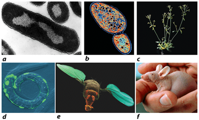 Solved Which of the model organisms in the figure below | Chegg.com