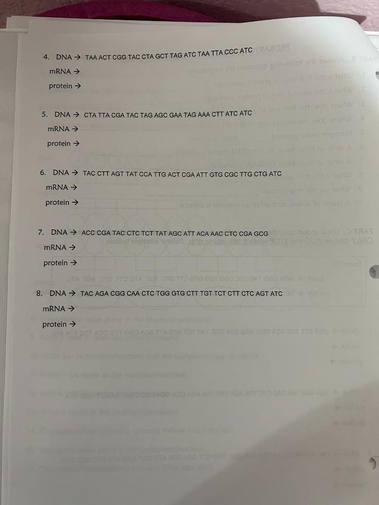 Solved 4. DNA → TAA ACT CGG TAC CTA GCT TAG ATC TAA TTA CCC | Chegg.com