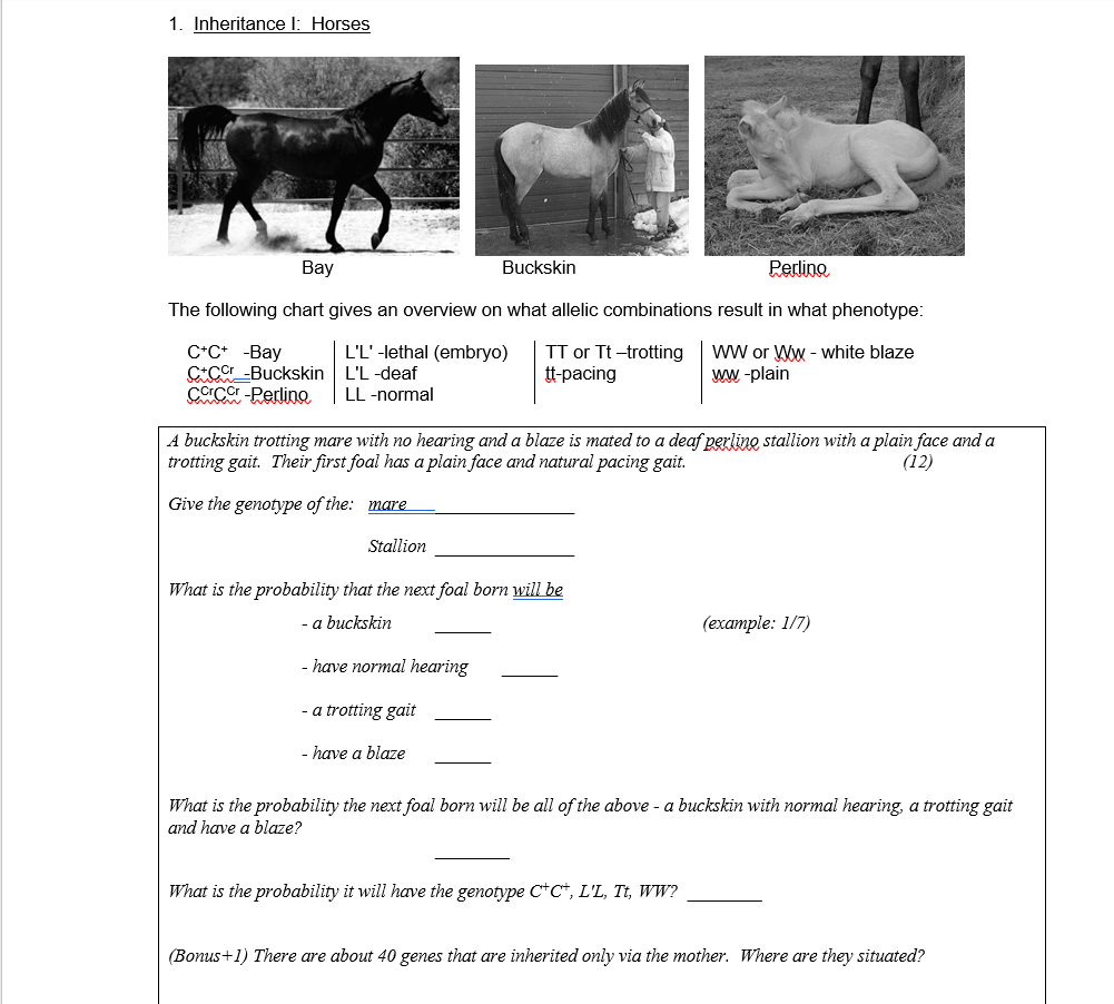 Solved 1. Inheritance l: Horses Bay Buckskin Perling The | Chegg.com