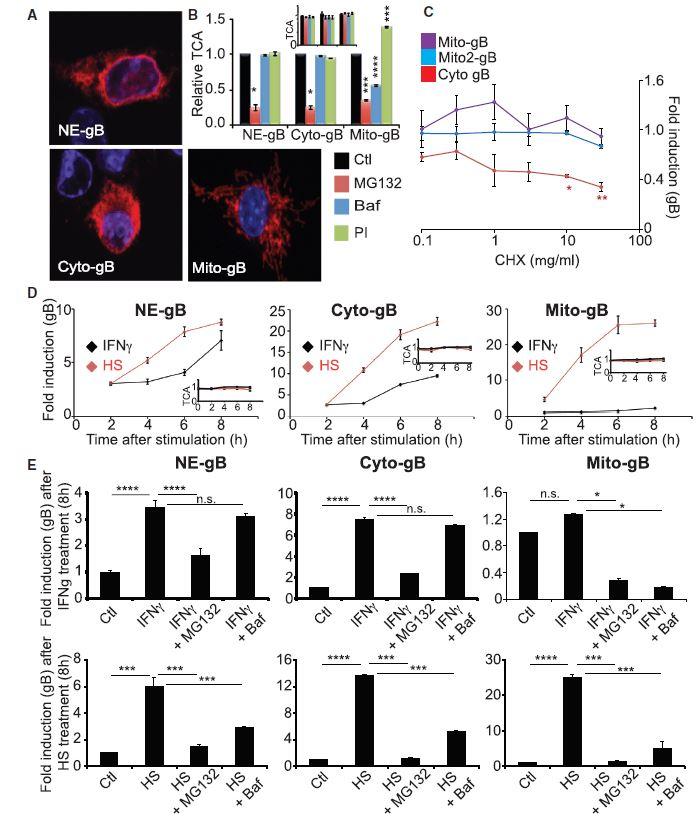 Solved А B 1.5 *** Relative TCA Mito-GB Mito2-gB Cyto GB | Chegg.com