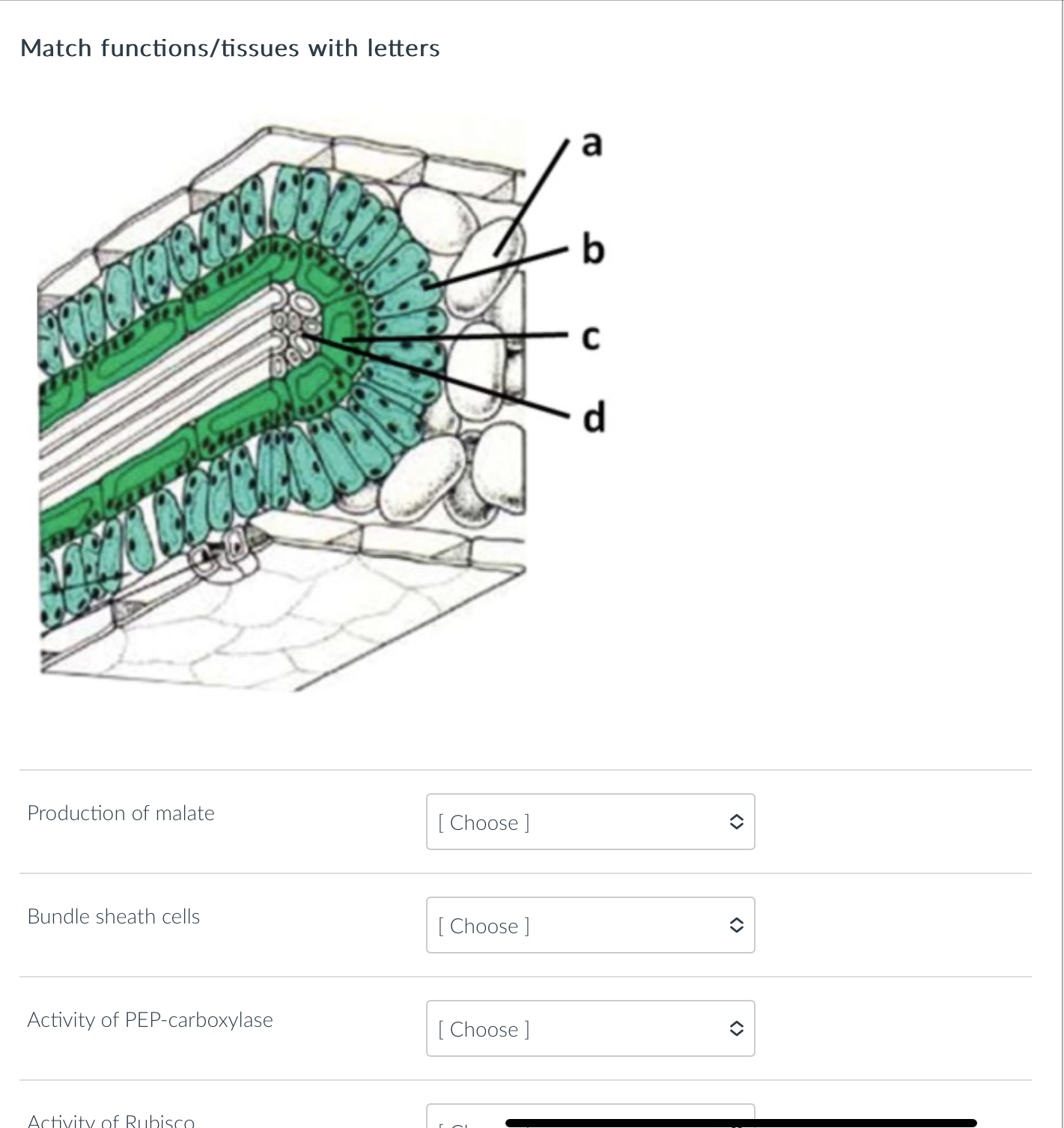 Solved Match functions/tissues with lettersProduction of | Chegg.com