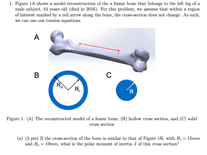 Solved 1. Figure 1A shows a model reconstruction of the a | Chegg.com