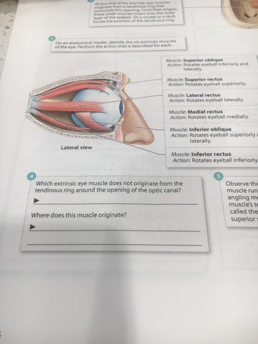 Extrinsic Eye Muscles Model