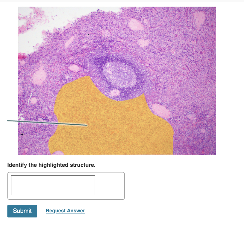Solved Identify the highlighted structure. Submit Request | Chegg.com