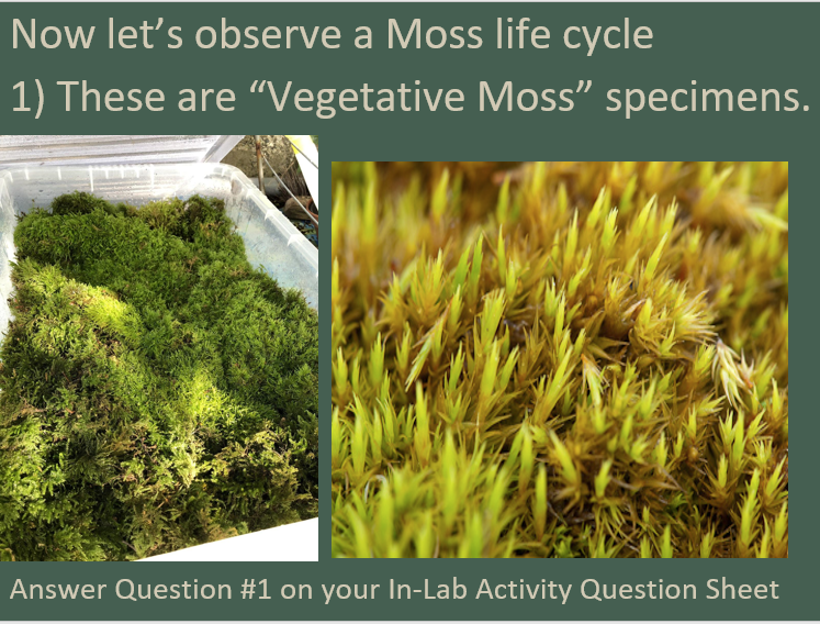 Solved Now let's observe a Moss life cycle 1) These are | Chegg.com