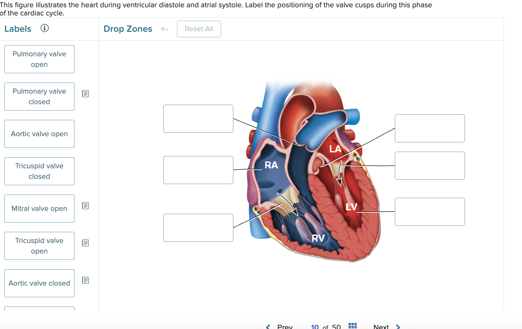 Solved This figure illustrates the heart during ventricular | Chegg.com