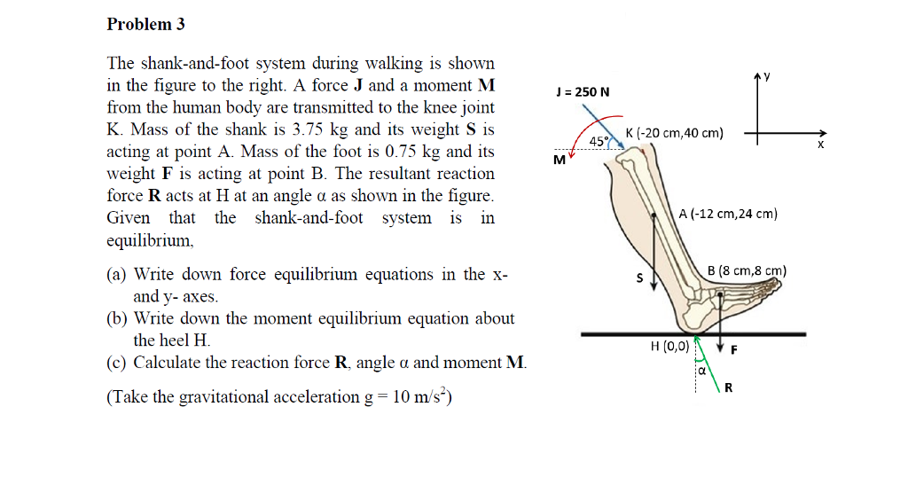 Solved The shank-and-foot system during walking is shown in | Chegg.com