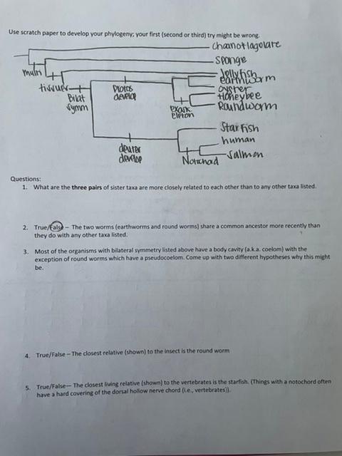 Solved Use scratch paper to develop your phylogeny, your | Chegg.com
