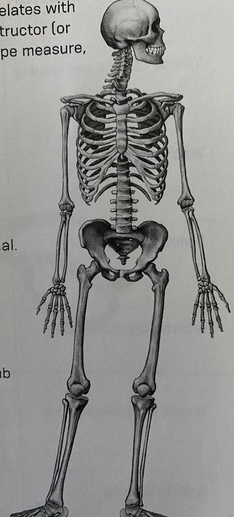 1. measure the human skeleton's humerus, radius, | Chegg.com