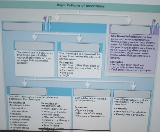 Solved art labeling activity: drag the labels onto the | Chegg.com